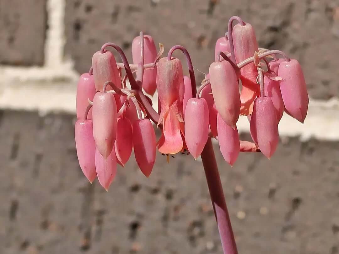 Lavender Scallops Care & Fertiliser Guide – Kalanchoe fedtschenkoi ...