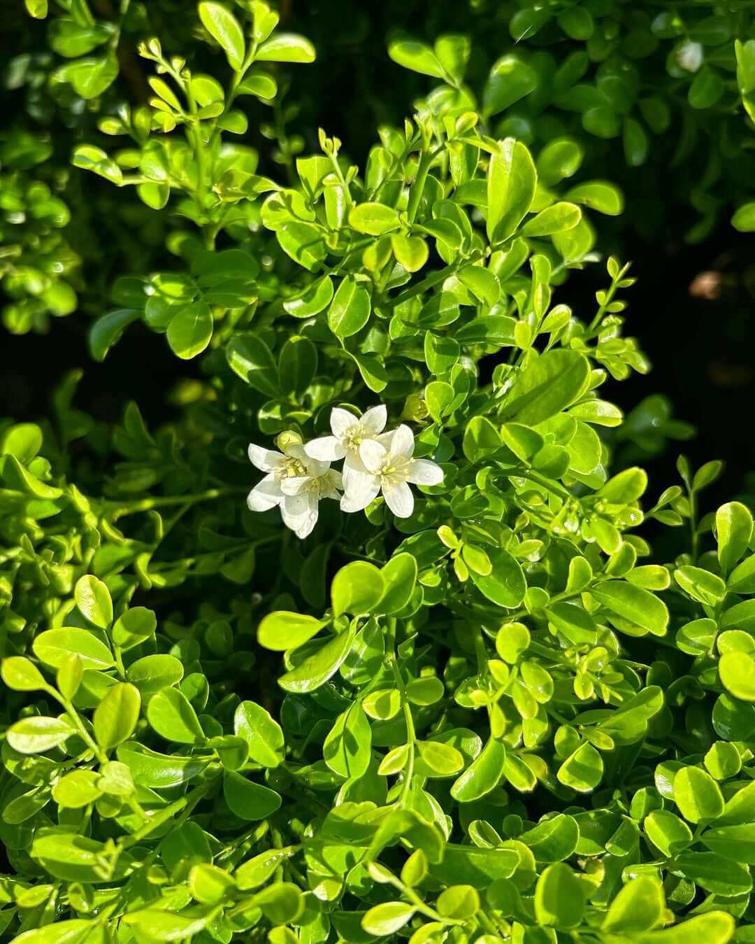 How to Grow Murraya Hedges in Australia – Complete Guide - CompleteGrow