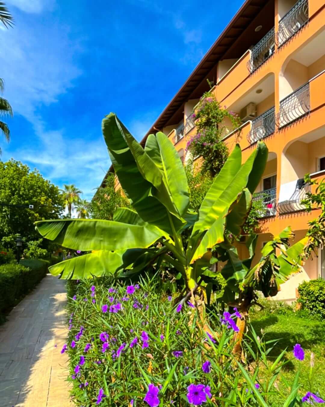 Where Is the Best Place to Plant a Banana Tree? Soil & Fertiliser Guide ...