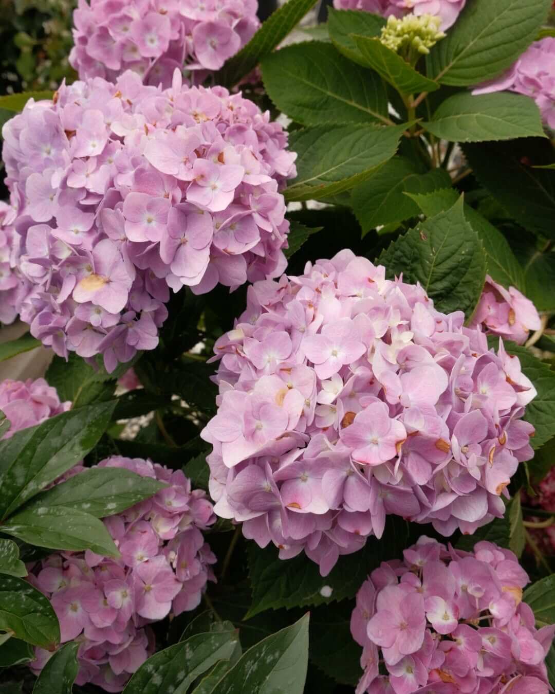 When Do Hydrangeas Bloom in Australia? Seasonal Flowering & Care Guide ...