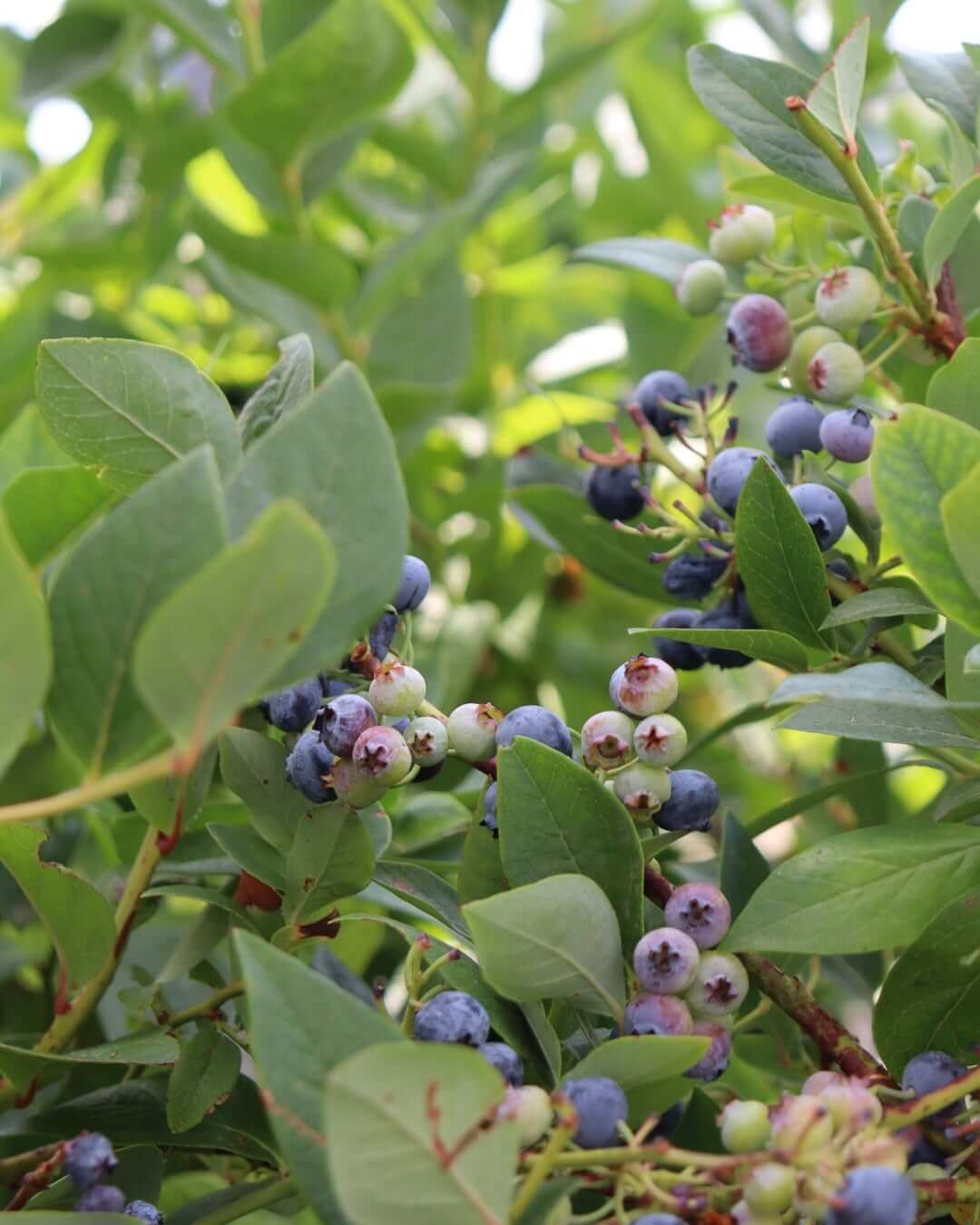 How to Grow Blueberries in Pots (Australia) | CompleteGrow Container ...