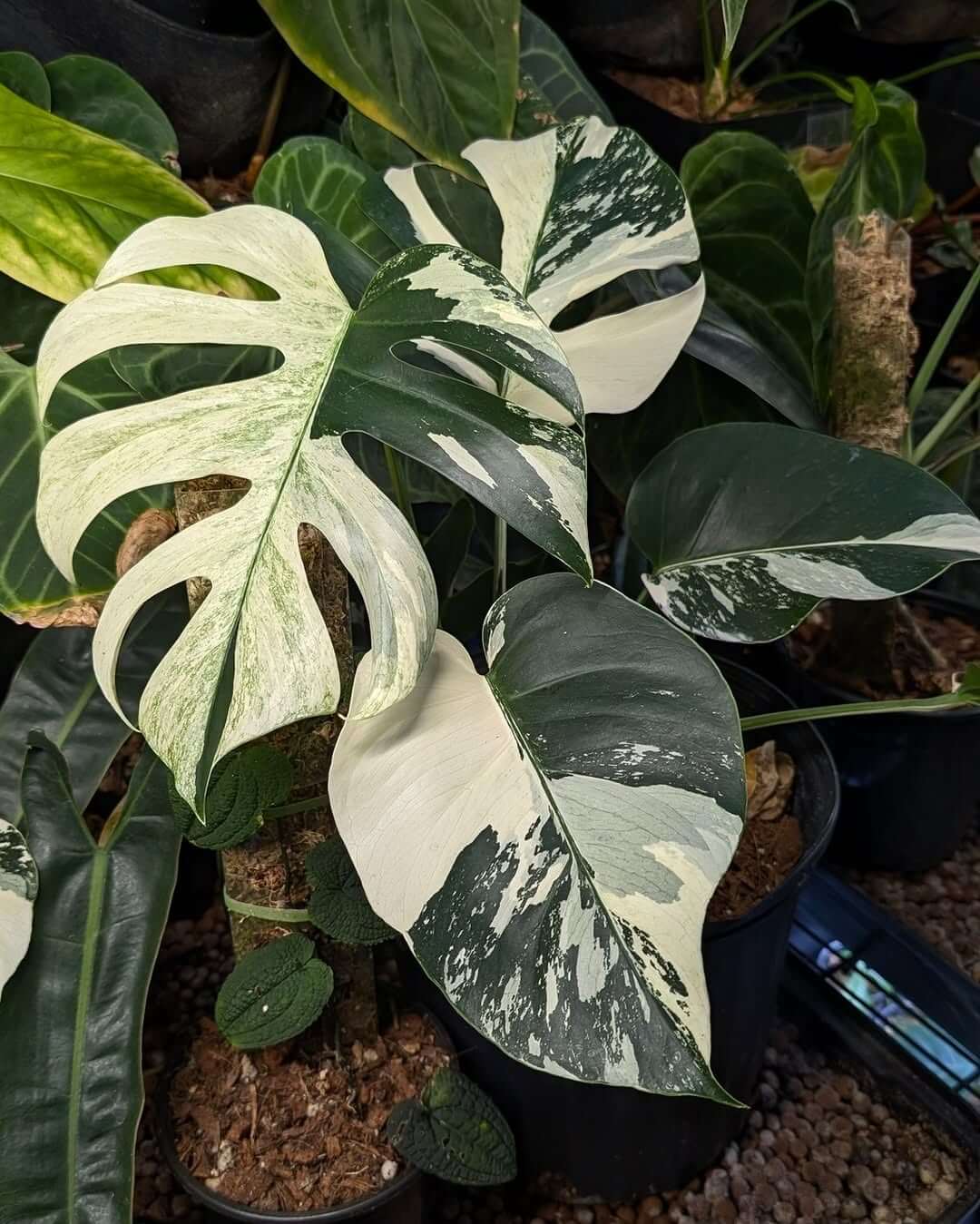 How to Care for a Monstera Deliciosa | Complete Grow Guide - CompleteGrow