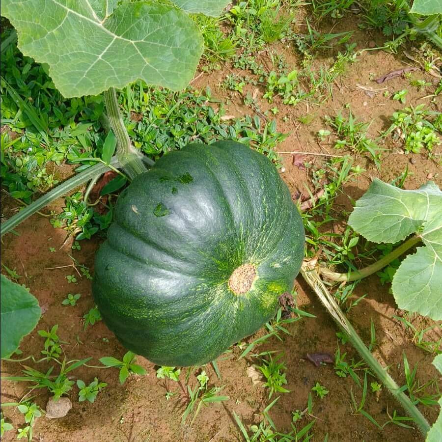 How to Care for Pumpkin Plants (AU) | Watering, Feeding, Training ...