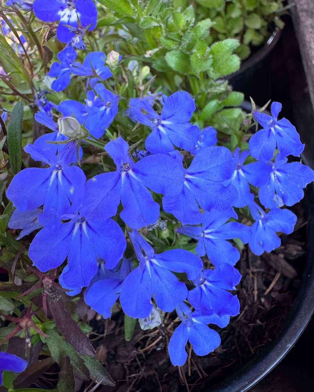 Lobelia Plant Care & Growing Guide: How to Grow Lobelia from Seed, in ...
