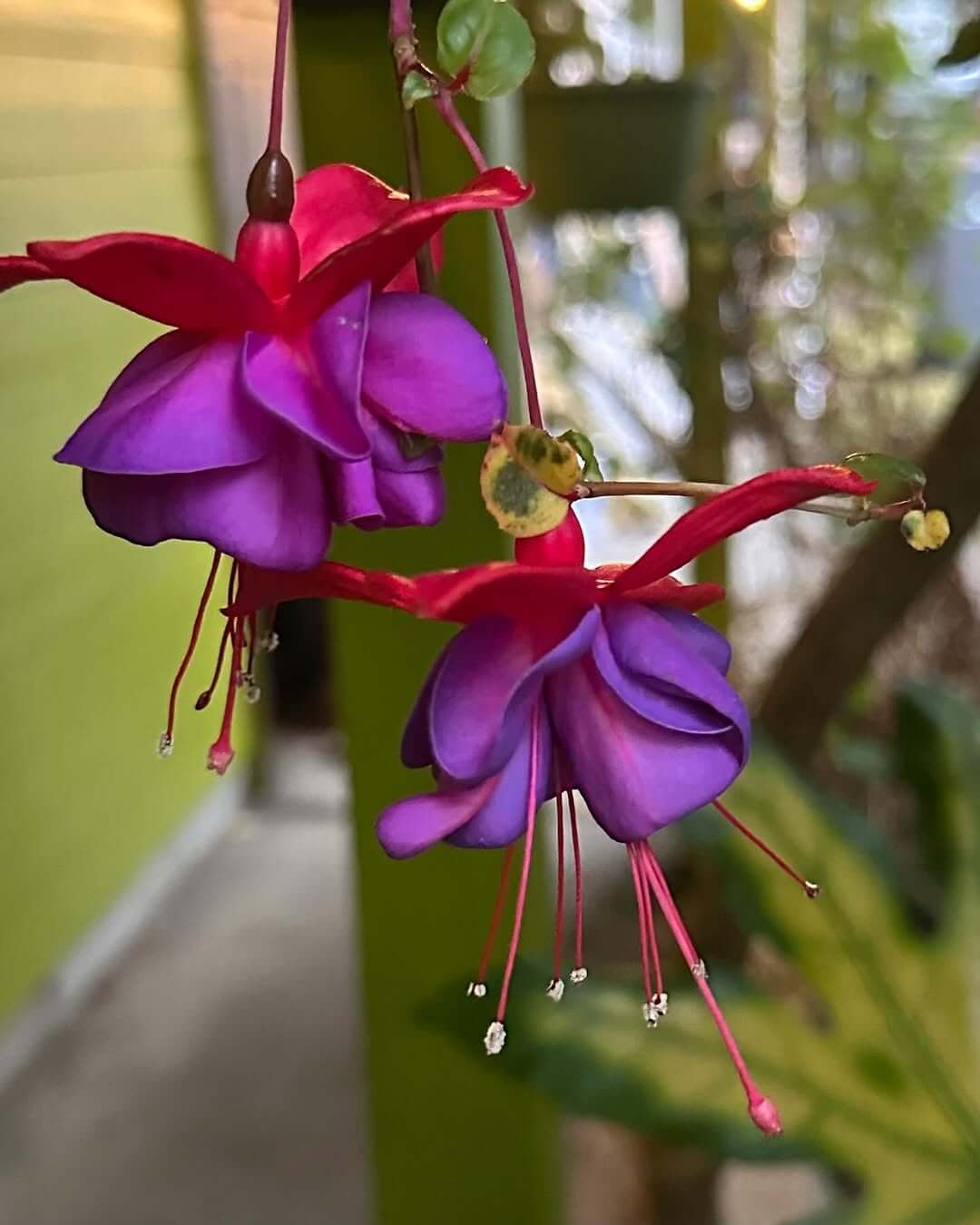 When and How to Prune Fuchsia Plants - CompleteGrow
